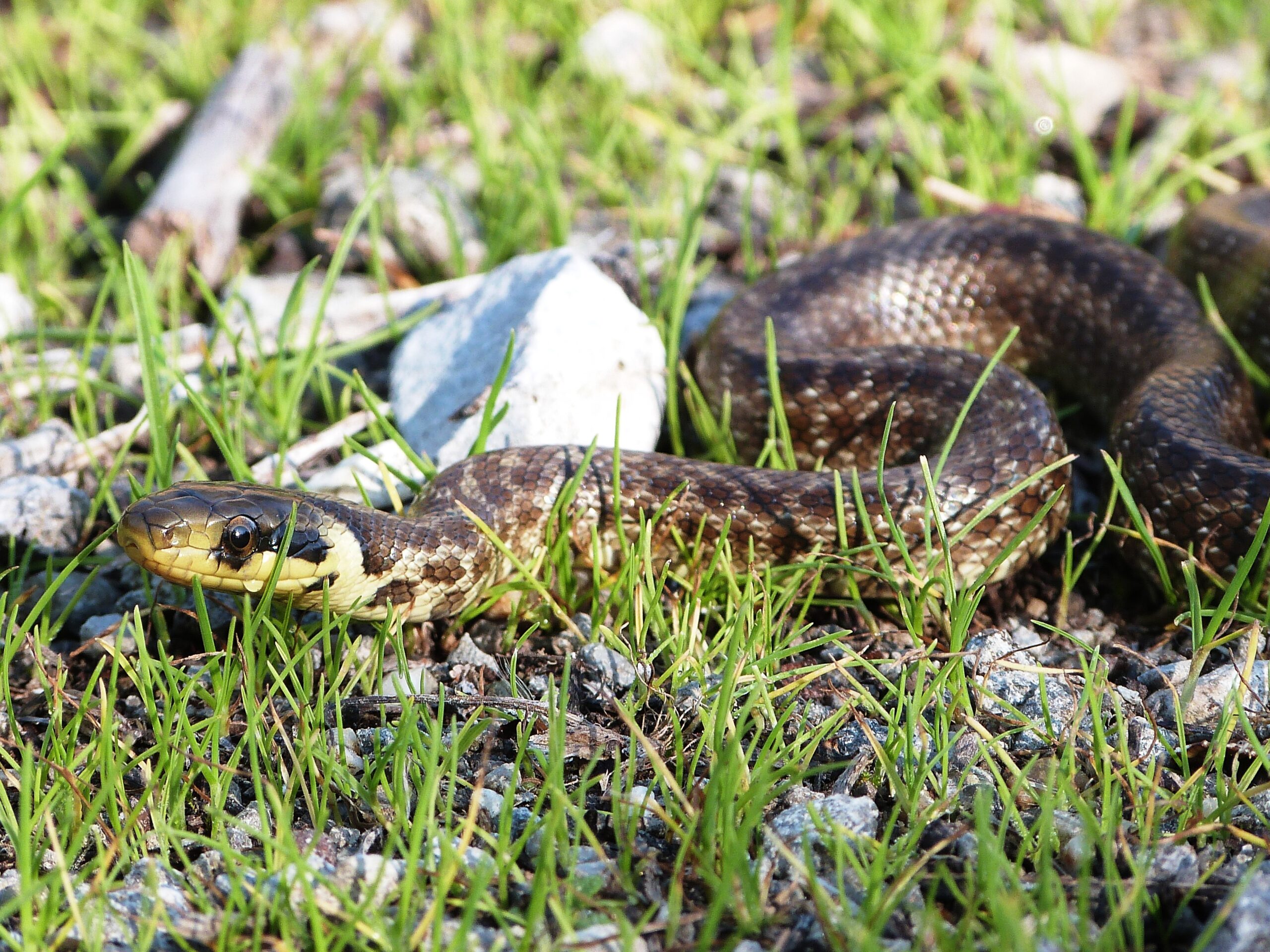 Faune et avifaune – La Voix des Garrigues