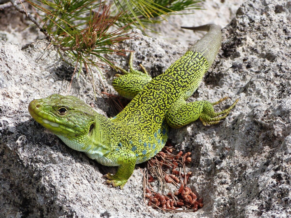 Faune et avifaune – La Voix des Garrigues