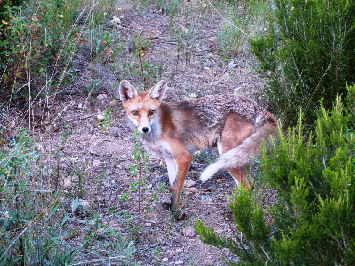 Faune et avifaune – La Voix des Garrigues